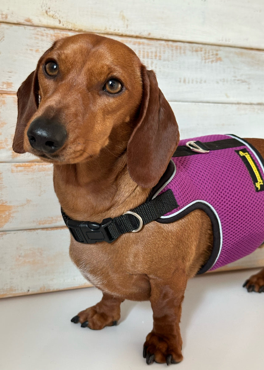 OxyMesh Dachshund Harness | Summer-Friendly Hug Me Harness – 2RoyalHounds