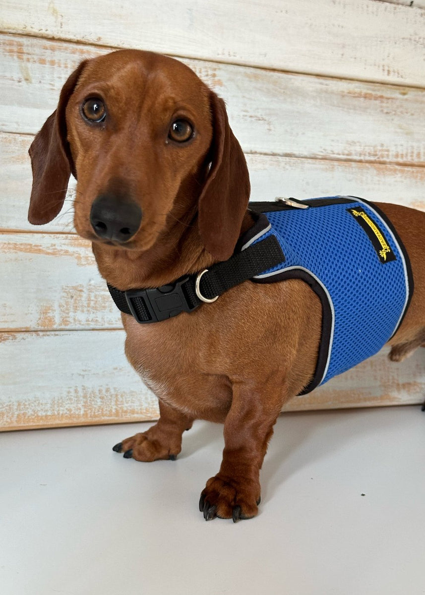 Royal Blue OxyMesh Reflective Hug Me Harness – 2RoyalHounds