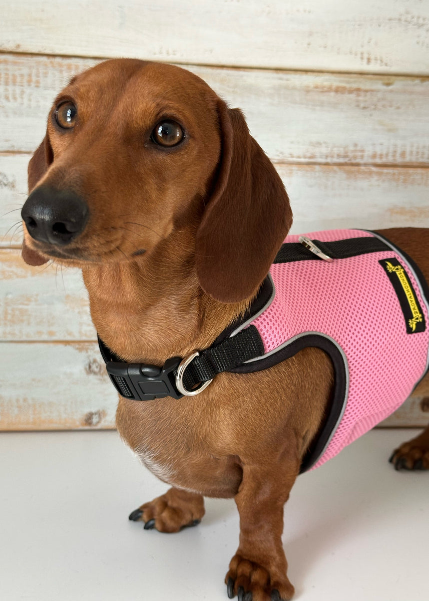 Chilli OxyMesh Red Dog Harness – Cool & Comfy Fit for Dachshunds ...